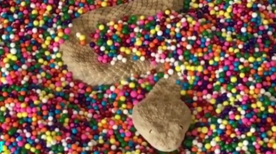 sand vipers Archives - Nerdist