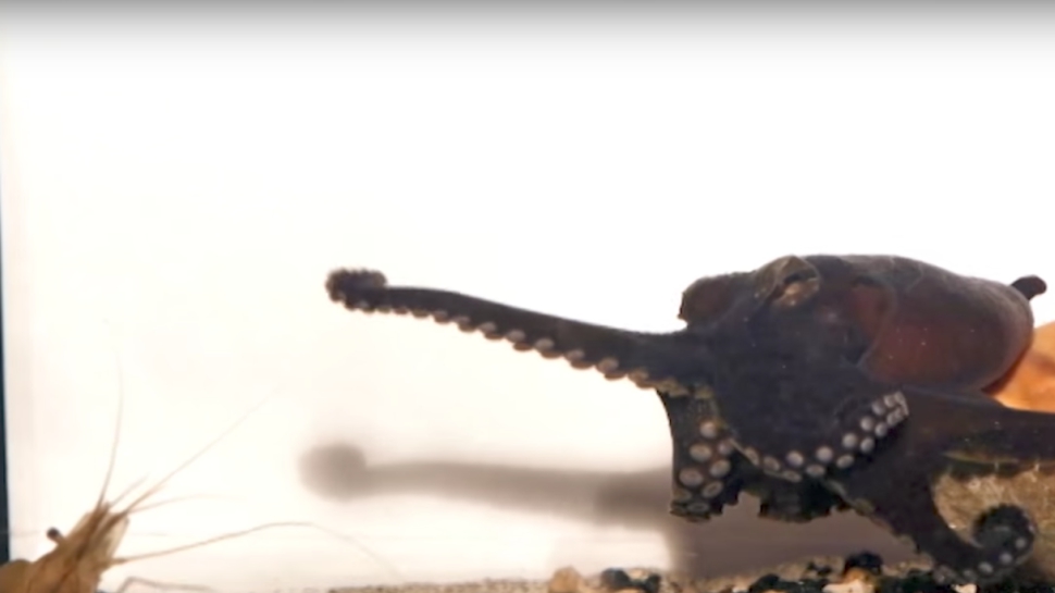 Super Shifty Octopus Uses 'Shoulder Tap' Technique to Catch Its Prey ...