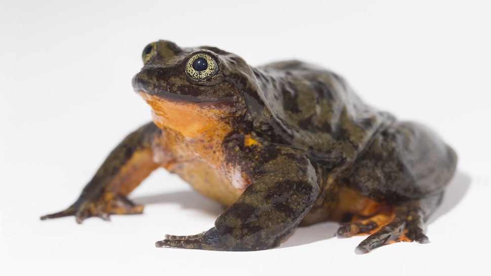 A Frog Who Had No Friends for 10 Years Finally Finds More of Its ...