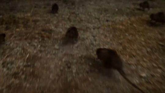 A Complete Breakdown of the STRANGER THINGS 3 Trailer - Nerdist