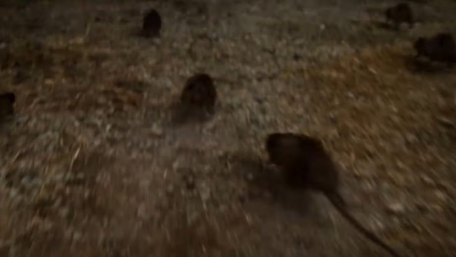 A Complete Breakdown of the STRANGER THINGS 3 Trailer - Nerdist