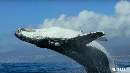 Netflix's New Nature Series OUR PLANET Drops a Gorgeous Trailer - Nerdist