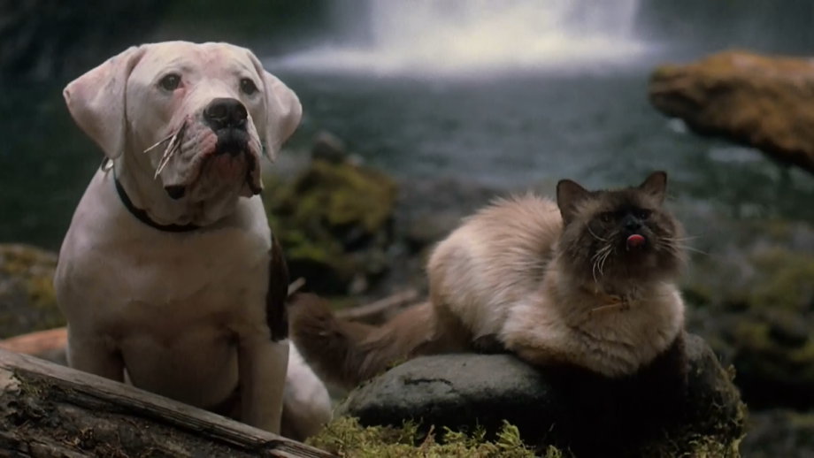 The 25 Best Movie Cats, Ranked - Nerdist