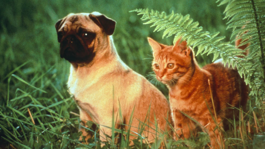 The 25 Best Movie Cats, Ranked - Nerdist