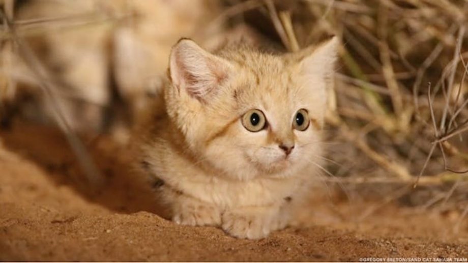 Impossibly Adorable Sand Cat Kittens Caught on Film for the First Time ...