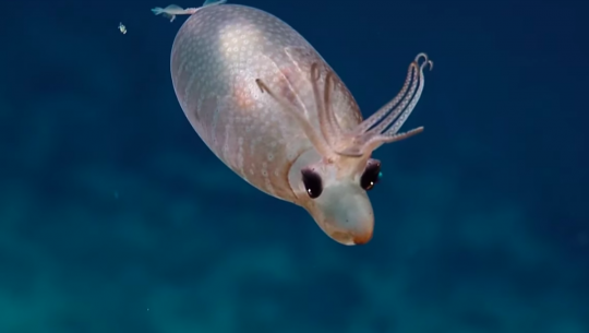Scientists Freak Out Over A Rare, Adorable “Piglet Squid” - Nerdist