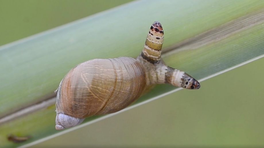 green-banded broodsac Archives - Nerdist