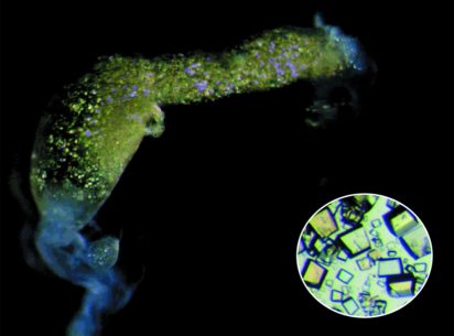 Cockroach Milk Could Become a Trend Soon if The Science Is There - Nerdist