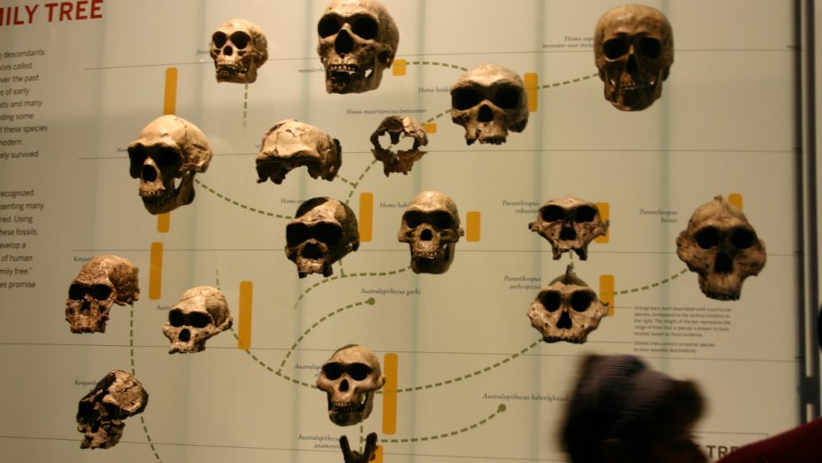 homo sapiens interbreeding Archives - Nerdist