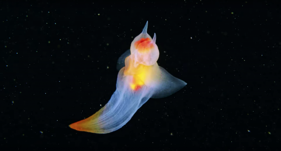 Ethereal 'Sea Angel' Slug Looks Like CGI Alien - Nerdist