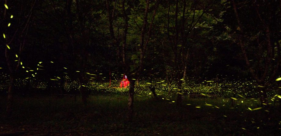 Top Extinction Threats for Fireflies Revealed in New Study - Nerdist