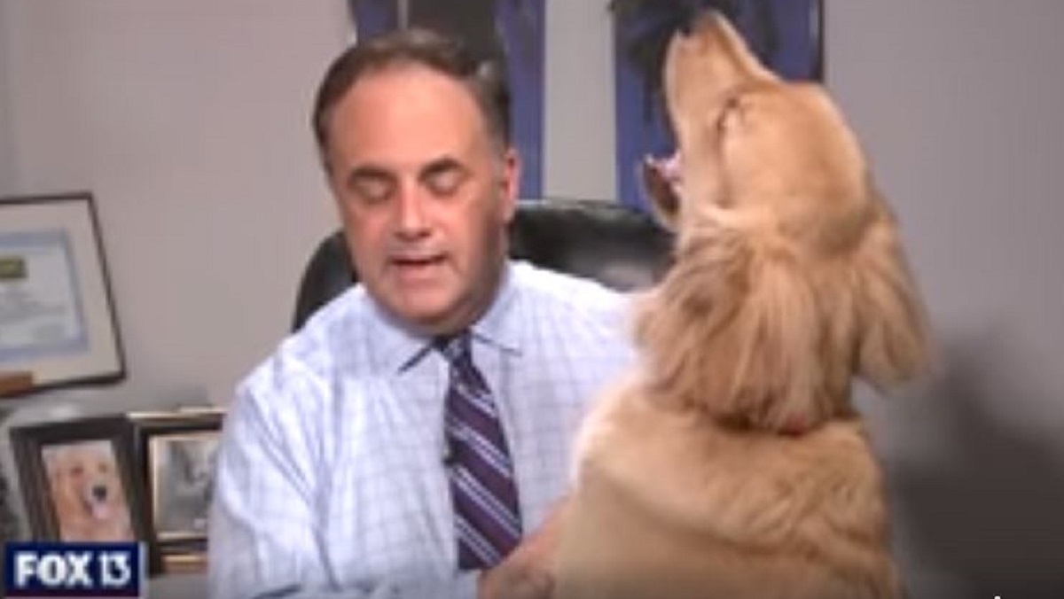Newscaster's Dog Interrupts TV Weather Report - Nerdist