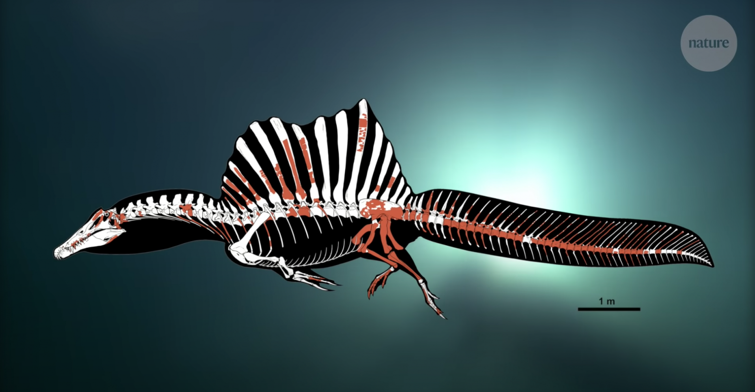 New Evidence Suggests Spinosaurus Was a Swimming Shark Eater - Nerdist