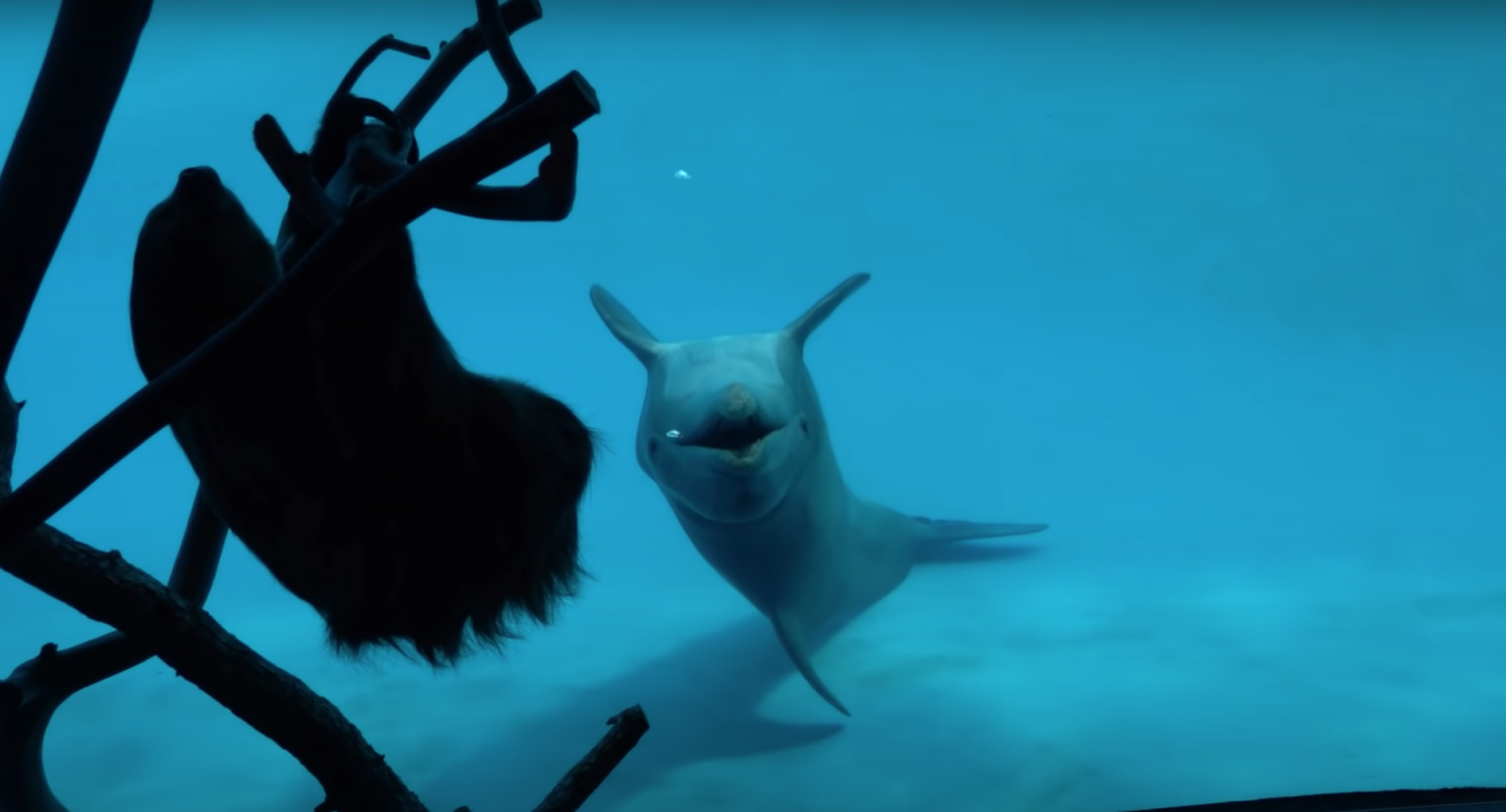 Sloth Meets Dolphins During Aquarium Tour - Nerdist