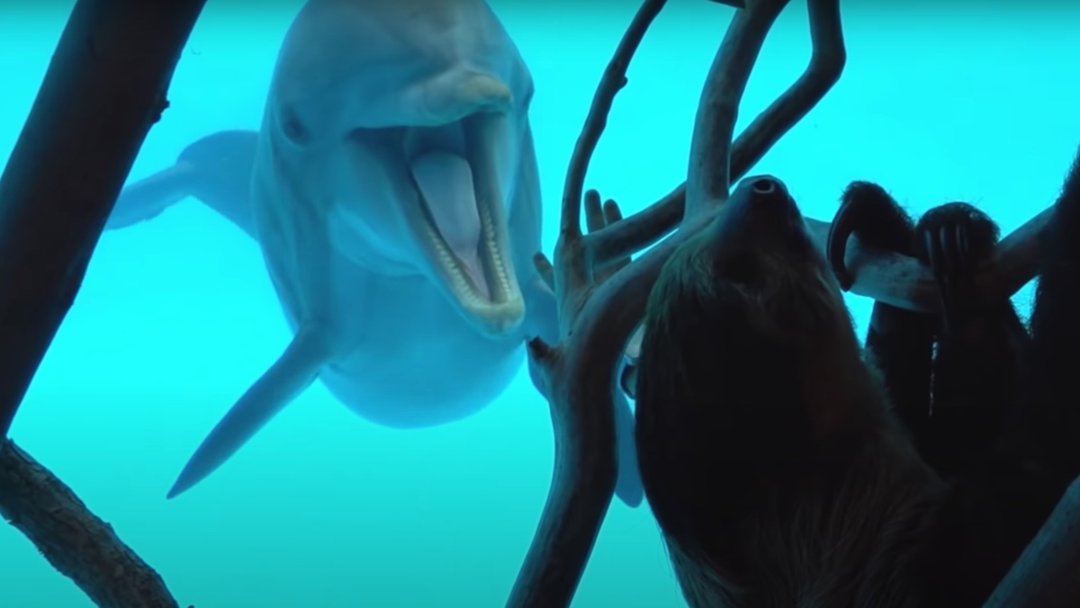 Sloth Meets Dolphins During Aquarium Tour - Nerdist
