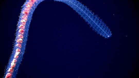 Giant Sea Creature Has 'UFO-Like Feeding Posture' - Nerdist