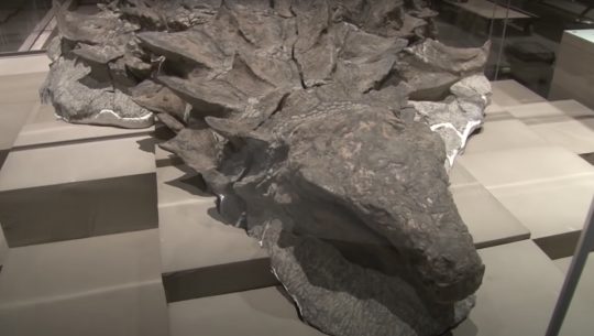 Excavation of Amazing Dinosaur Fossil Goes Horribly Wrong - Nerdist