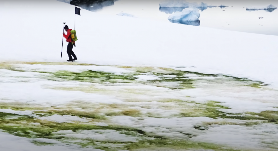 Climate Change-Induced 'Green Snow' May Spread in Antarctica - Nerdist