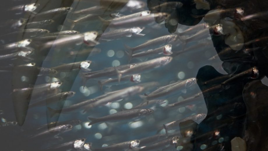 Saber-Toothed Anchovies Discovered in Ancient Fossils - Nerdist