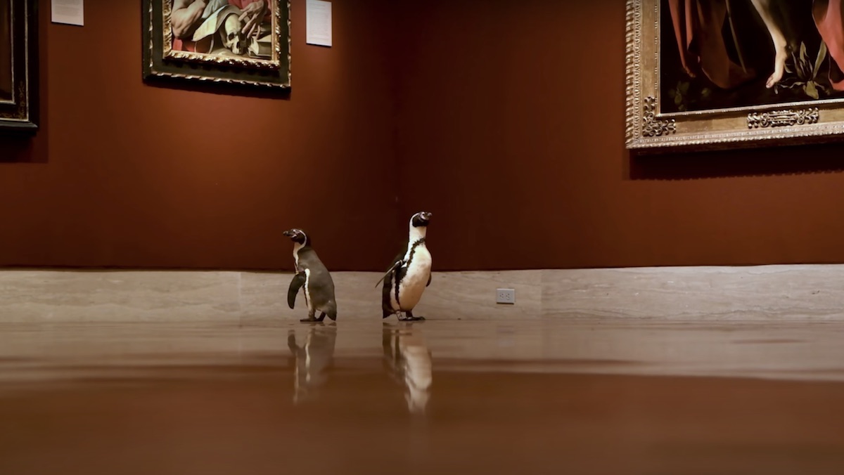 Watching Penguins Roam Around a Museum Is Art Itself - Nerdist