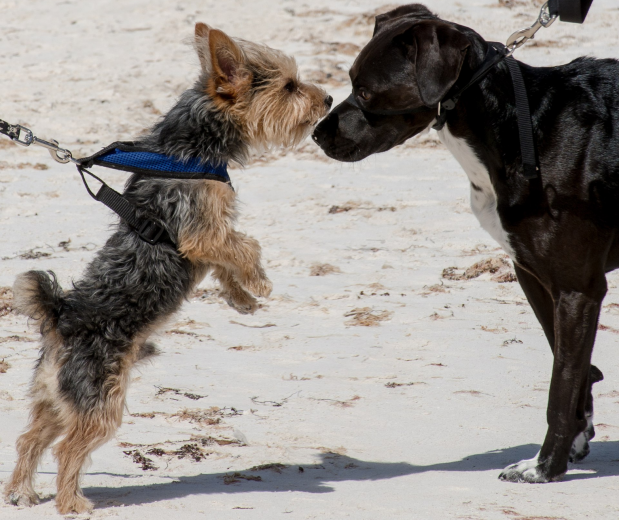 How Sheltering Dogs Can Help People Stay Social Safely - Nerdist