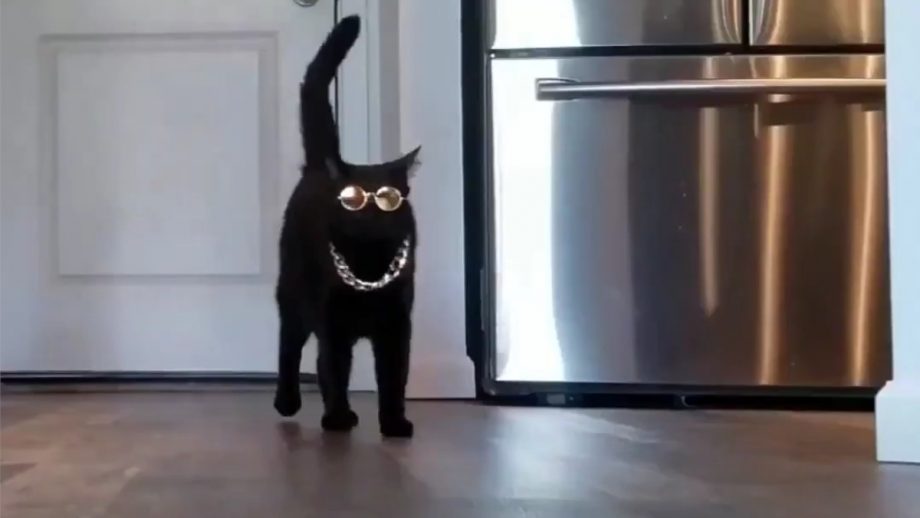 This Fashionable Cat Demonstrates a Perfect Runway Walk - Nerdist