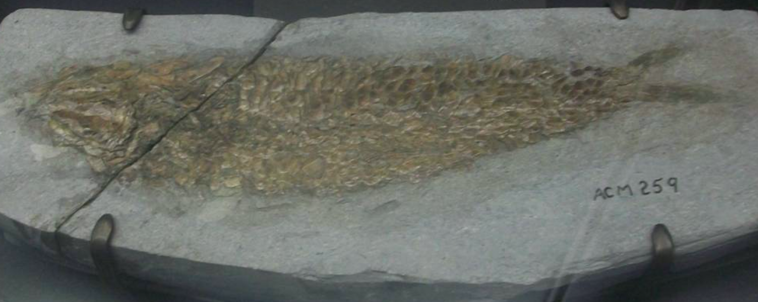 200 Million-Year-Old Fossil Shows Squid Fighting Fish - Nerdist