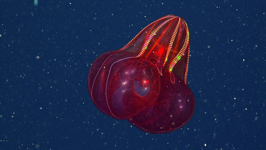 'Bloody-Belly Comb Jelly' Is a Macabre Blob of the Deep - Nerdist