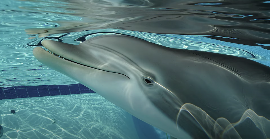 Robo-Dolphin May Pave The Way For WESTWORLD-Esque Creatures - Nerdist