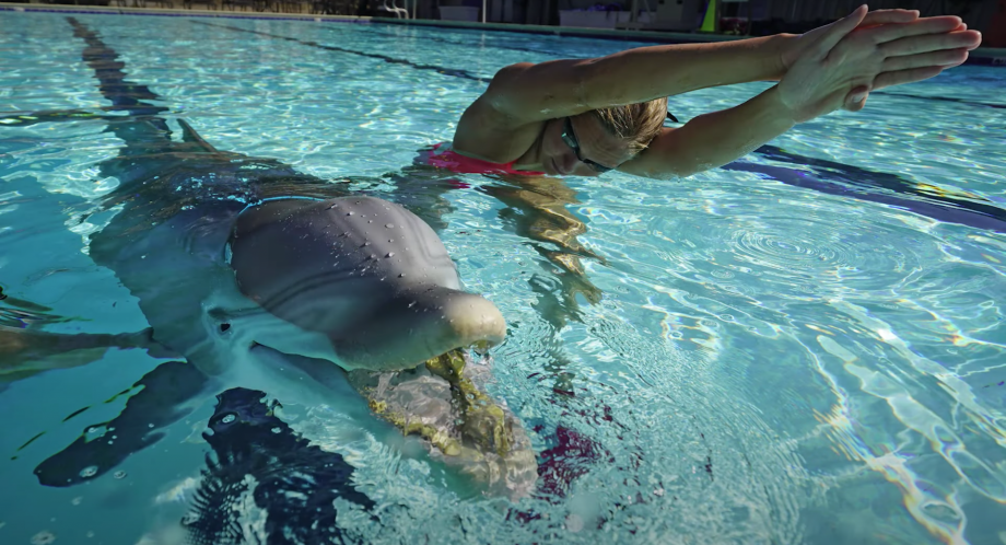 Robo-Dolphin May Pave The Way For WESTWORLD-Esque Creatures - Nerdist