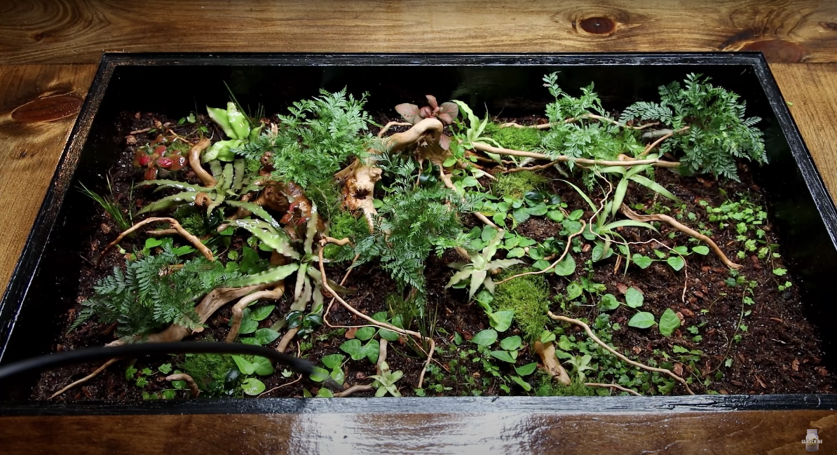 DIY Desk Terrarium Brings Your Workstation to Life - Nerdist