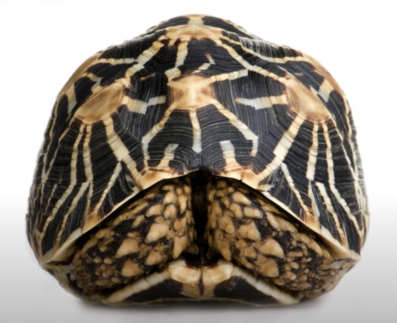 Gömböc Object Rights Itself No Matter How It Lands - Nerdist