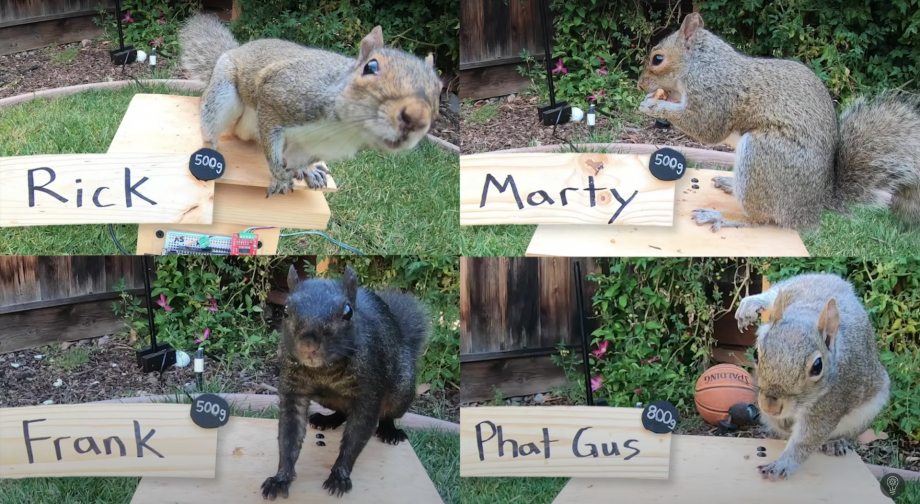 Squirrel Obstacle Course Reveals Squirrels' Ninja Abilities - Nerdist