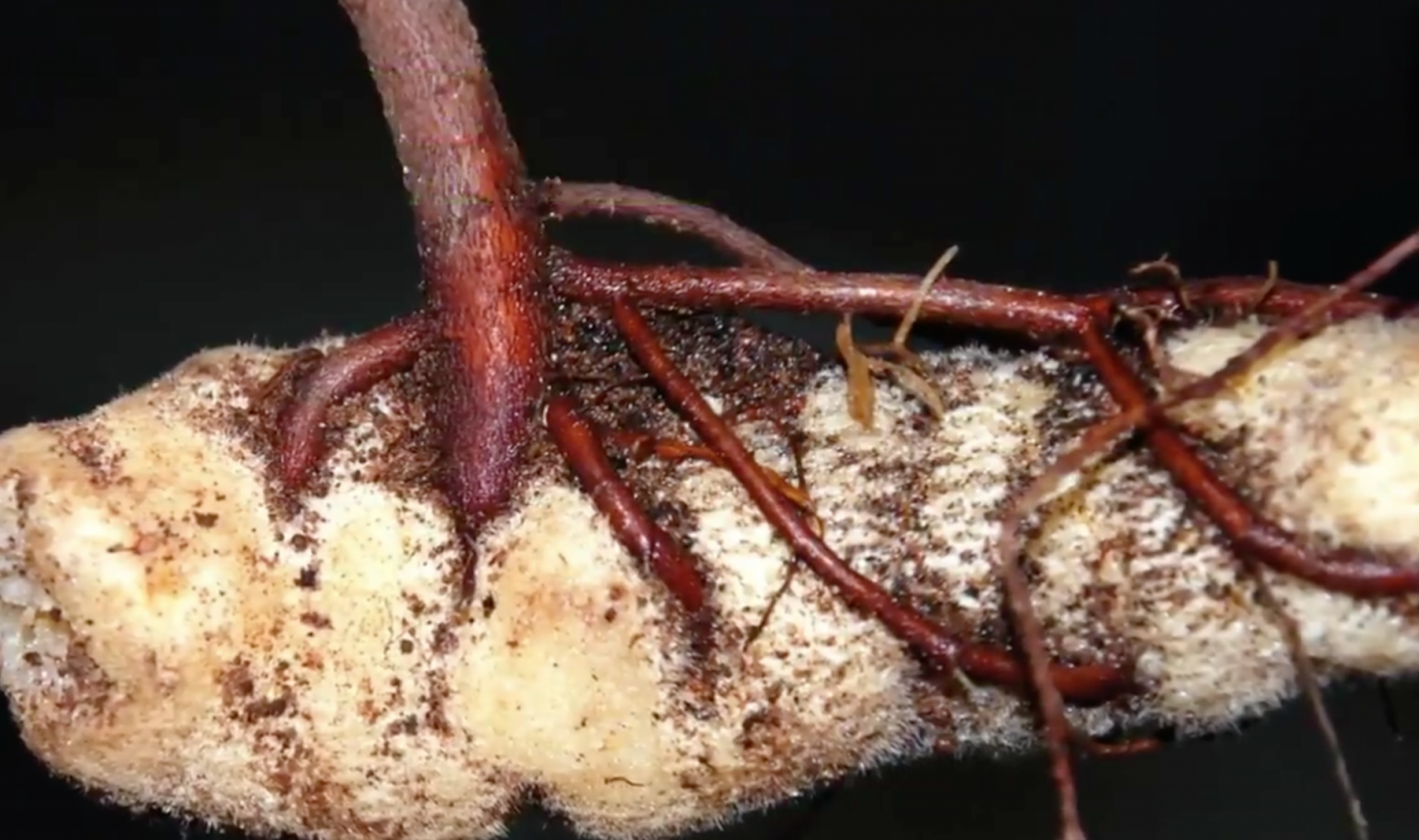 "Vampire Plants" Use Nectar to Lure Forest Creatures - Nerdist