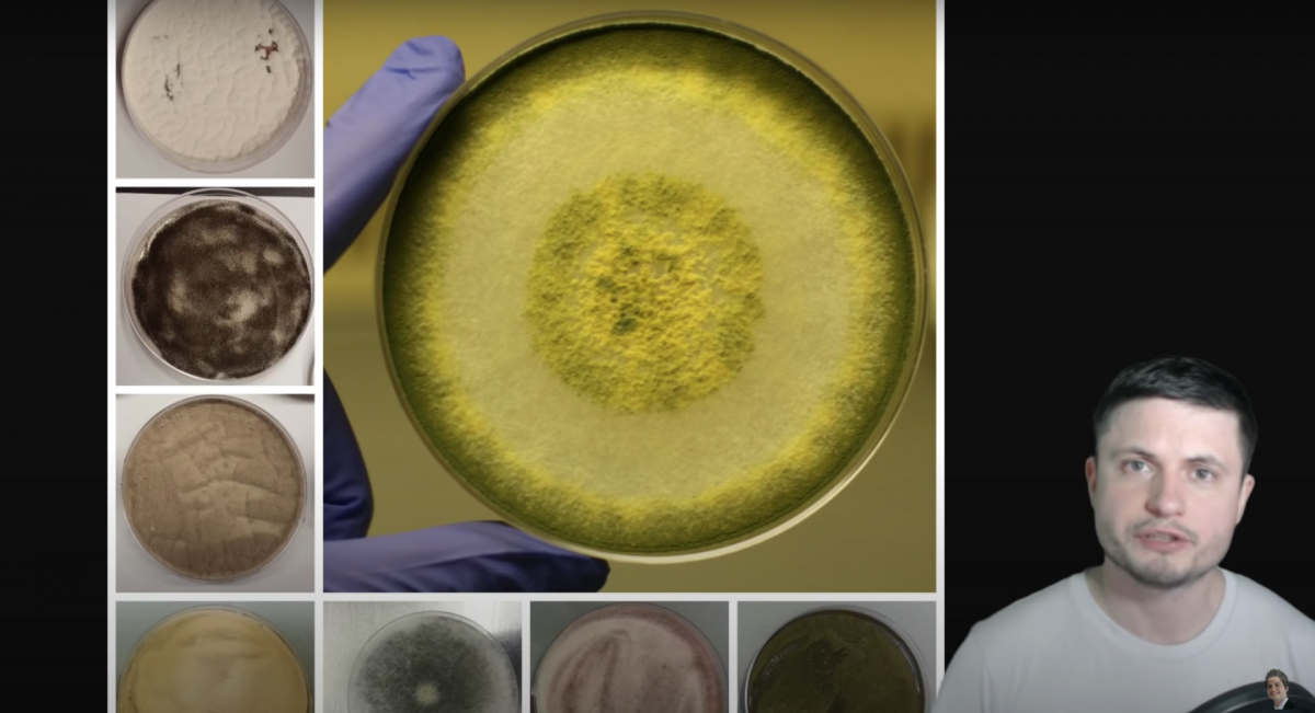 Chernobyl Fungi May Protect Astronauts from Space Radiation - Nerdist