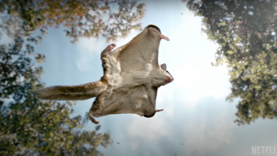 TINY CREATURES Looks Like Netflix's Cutest Nature Series Yet - Nerdist