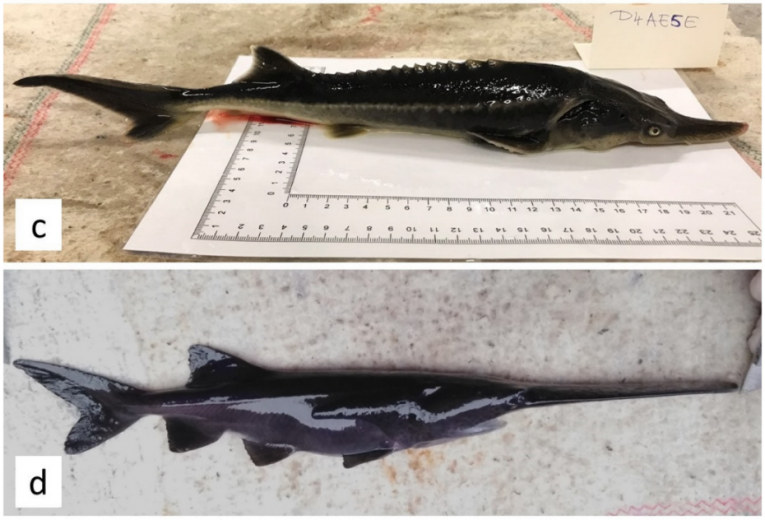 Hungarian Scientists Accidentally Create Weird Hybrid Fish - Nerdist