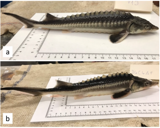 Hungarian Scientists Accidentally Create Weird Hybrid Fish - Nerdist
