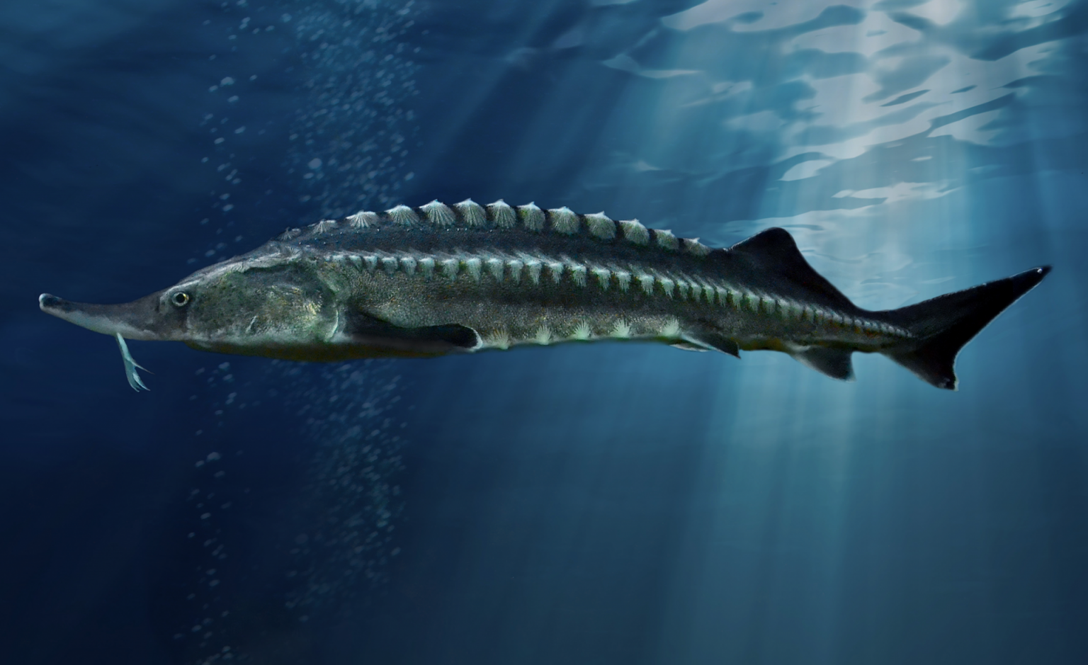 Hungarian Scientists Accidentally Create Weird Hybrid Fish - Nerdist