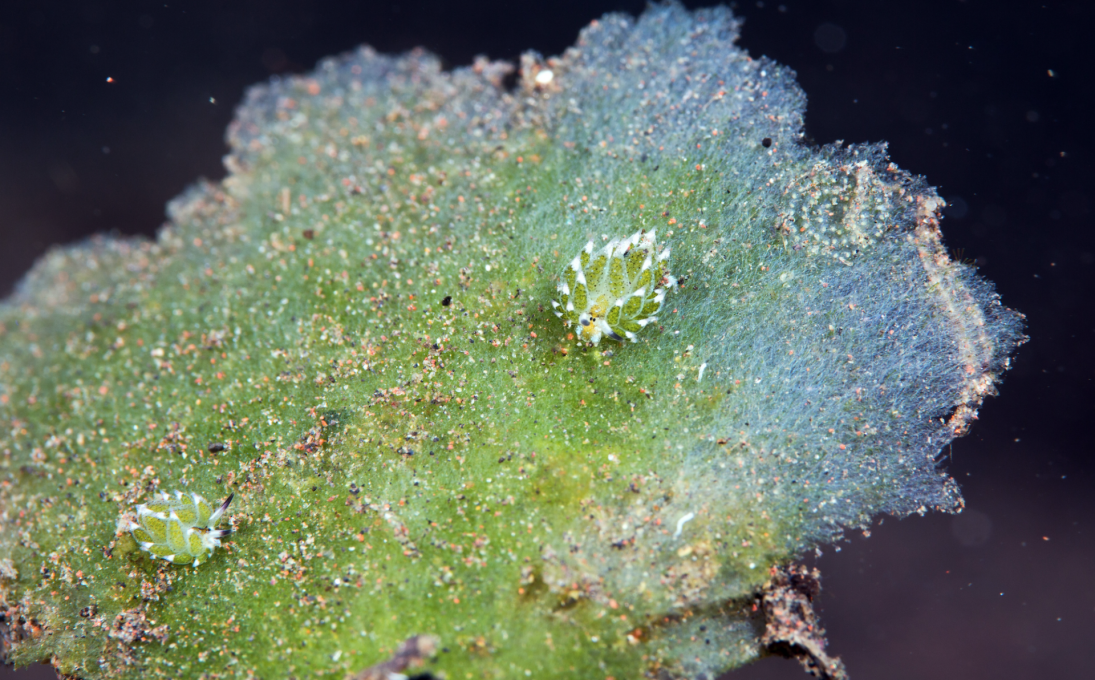 'Leaf Sheep' Sea Slugs Are Animals Using Photosynthesis and Also ...