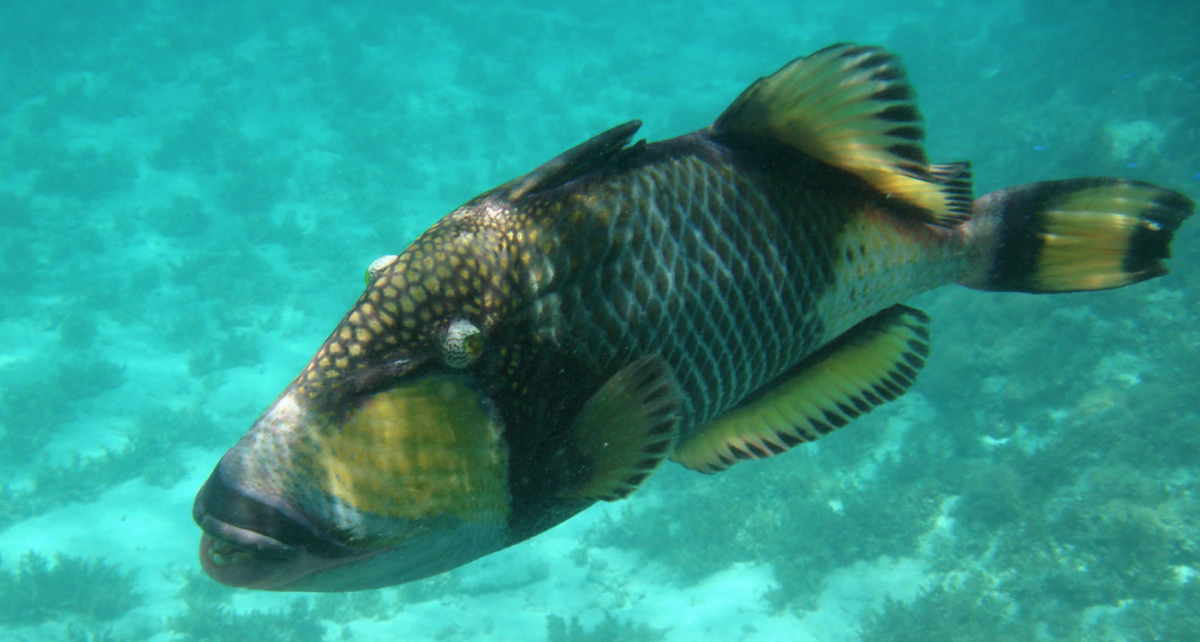 This Fish with Humanlike Lips and Teeth Is Unreal - Nerdist
