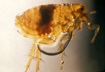 Case of Bubonic Plague Reported in Inner Mongolia - Nerdist