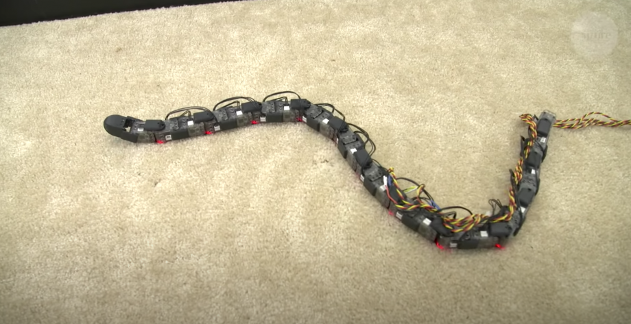 Scientists Find 'Flying Snakes' Glide Due to Their Wiggle - Nerdist