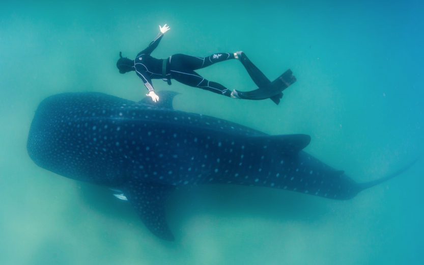 Whale Sharks Have Eyes Covered In Teeth And Its Unsettling Nerdist