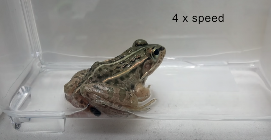 Beetles Can Survive Frog Guts and Their Exit Is Nightmarish - Nerdist