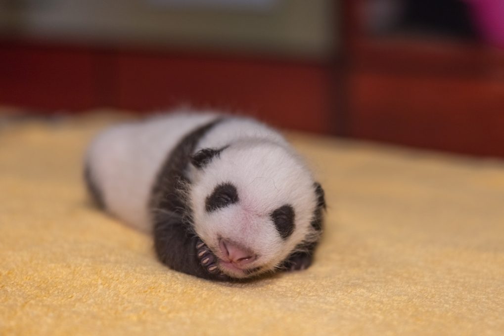 National Zoo's Month-Old Panda Cub Is Unbearably Adorable - Nerdist