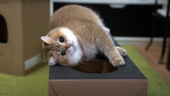 The Reason Cats Love Climbing Inside Boxes - Nerdist
