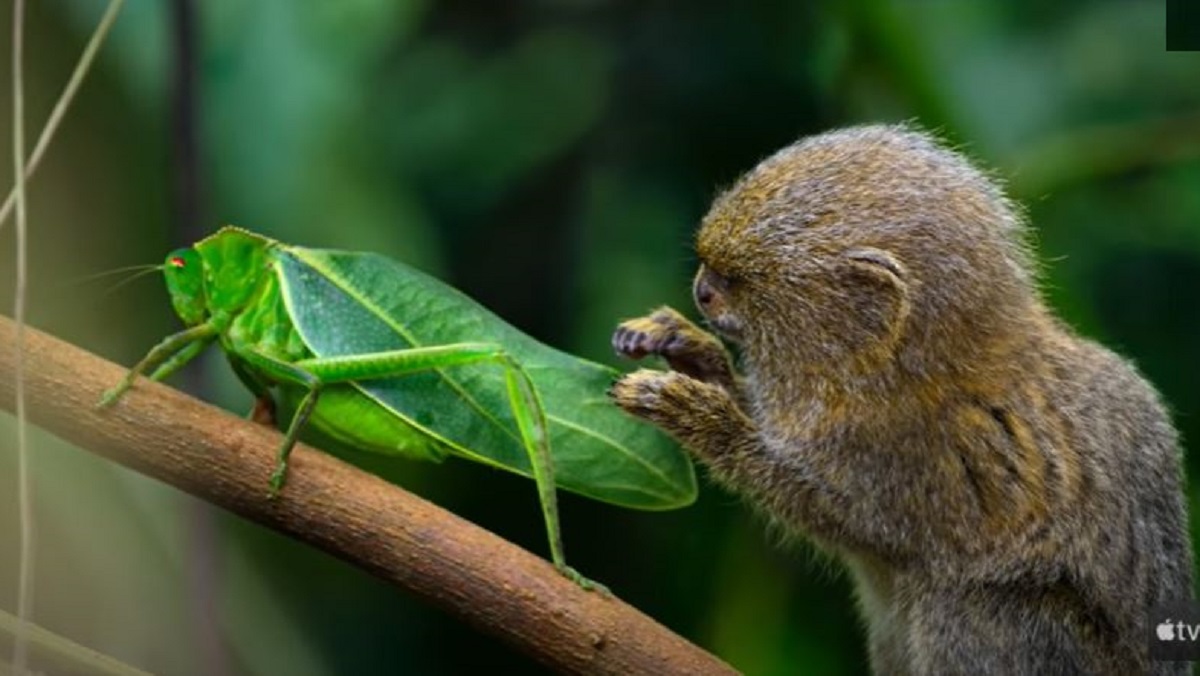 Paul Rudd Narrating Docuseries About Tiny Creatures - Nerdist