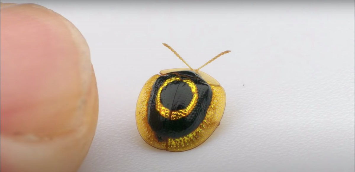 The Golden Target Tortoise Beetle Looks Fancy AF - Nerdist