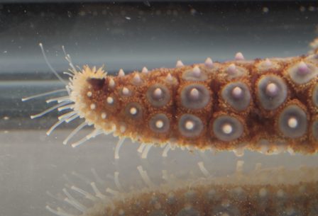 It Turns Out Starfish Gallop Using Their Tiny Tubular Feet - Nerdist